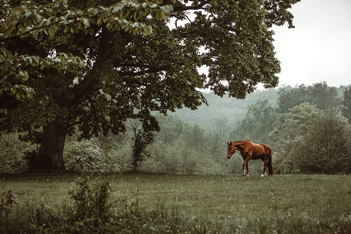 Roamer - Fine Art Print – The Equine Room